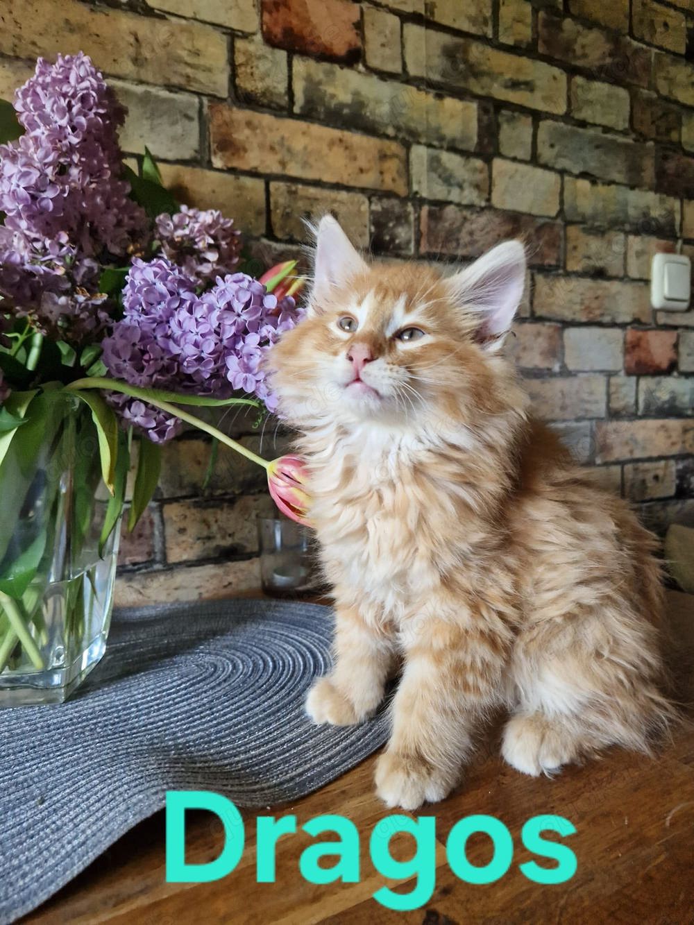 Norwegische Waldkatze in München - Katzen - kostenlose Kleinanzeigen ...