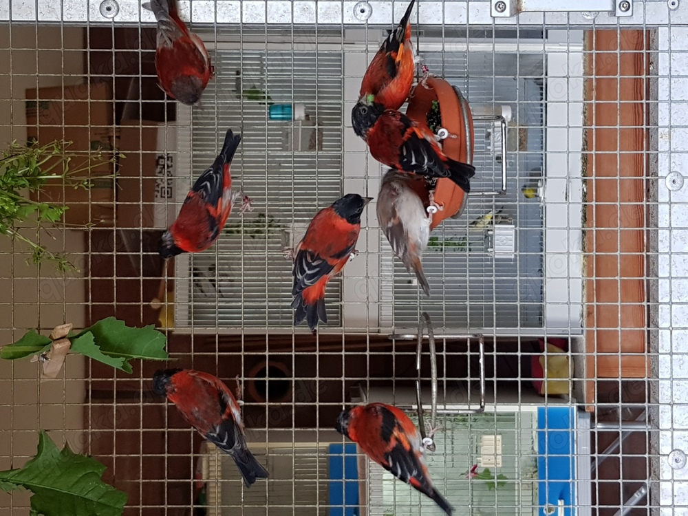 Kapuzenzeisige in Dahn - Vögel - kostenlose Kleinanzeigen