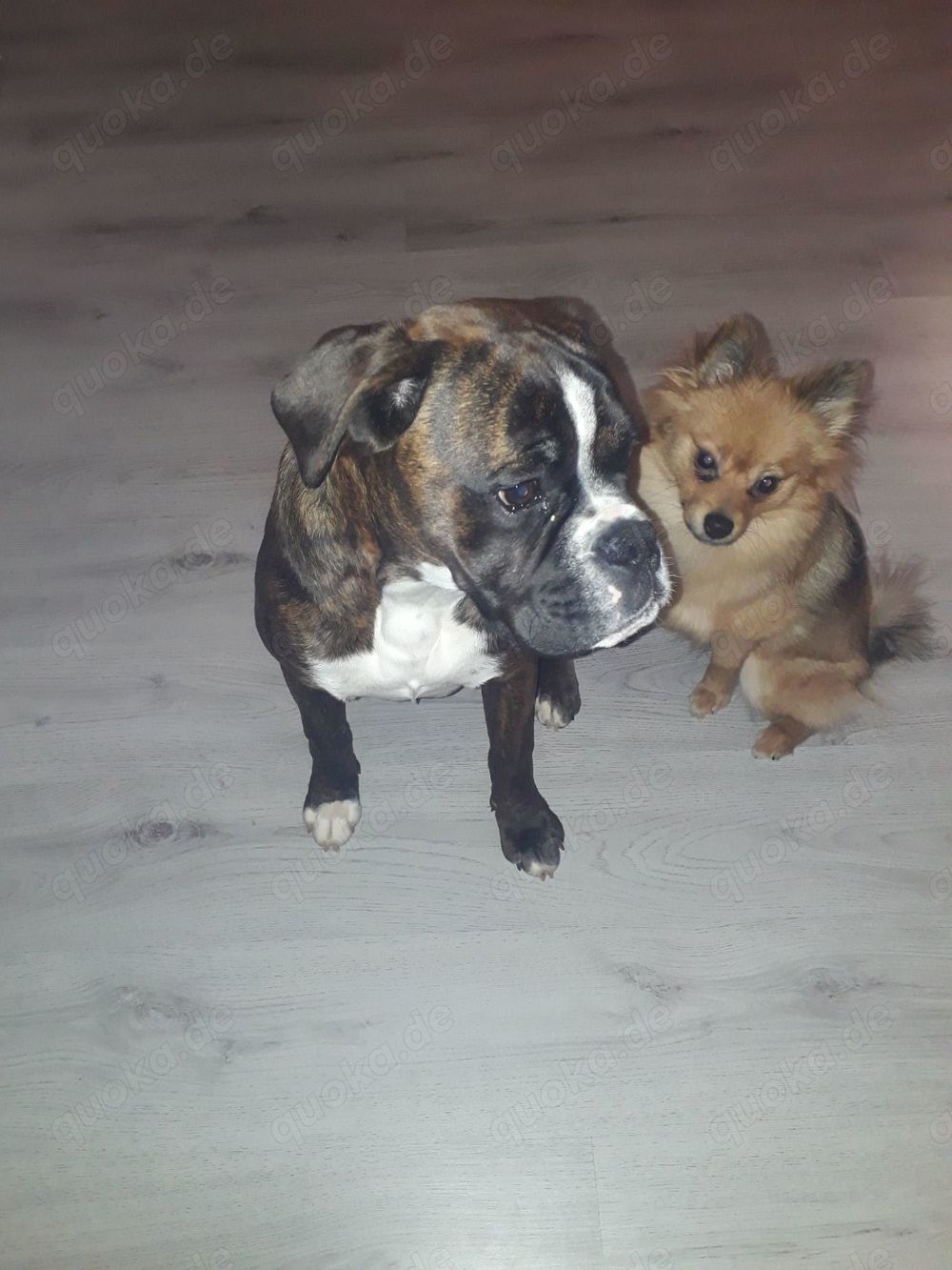 Boxer- Rüde in Kehl - Hunde - kostenlose Kleinanzeigen