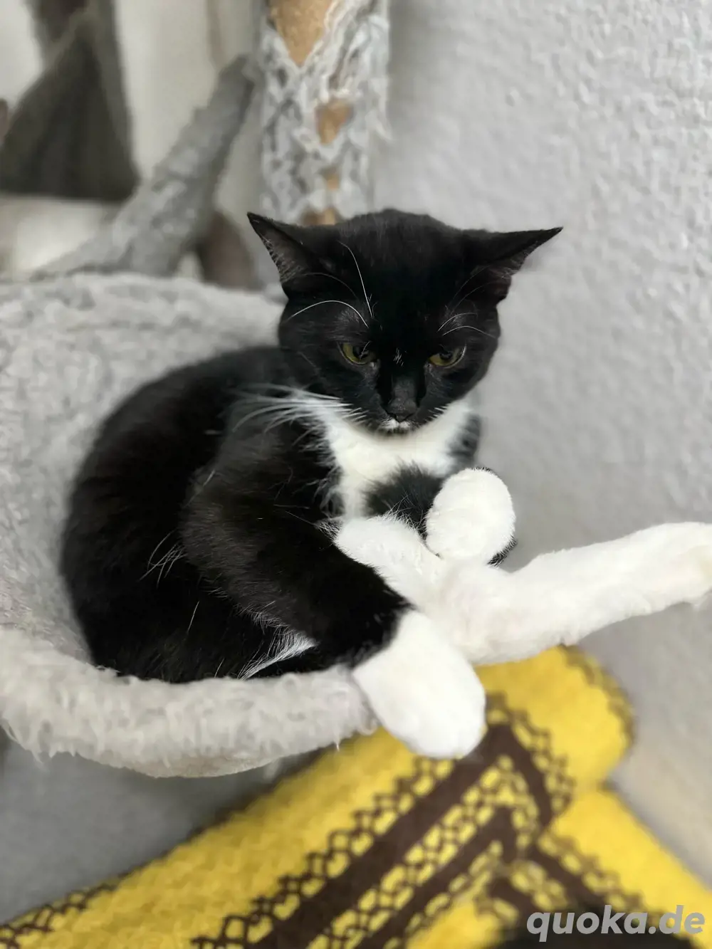 Süße katze in Hamburg - Katzen - kostenlose Kleinanzeigen