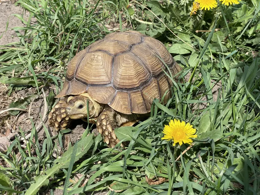 Geochelone sulcata Mini Spornschildkröte Weibchen abzugeben in Varrel ...
