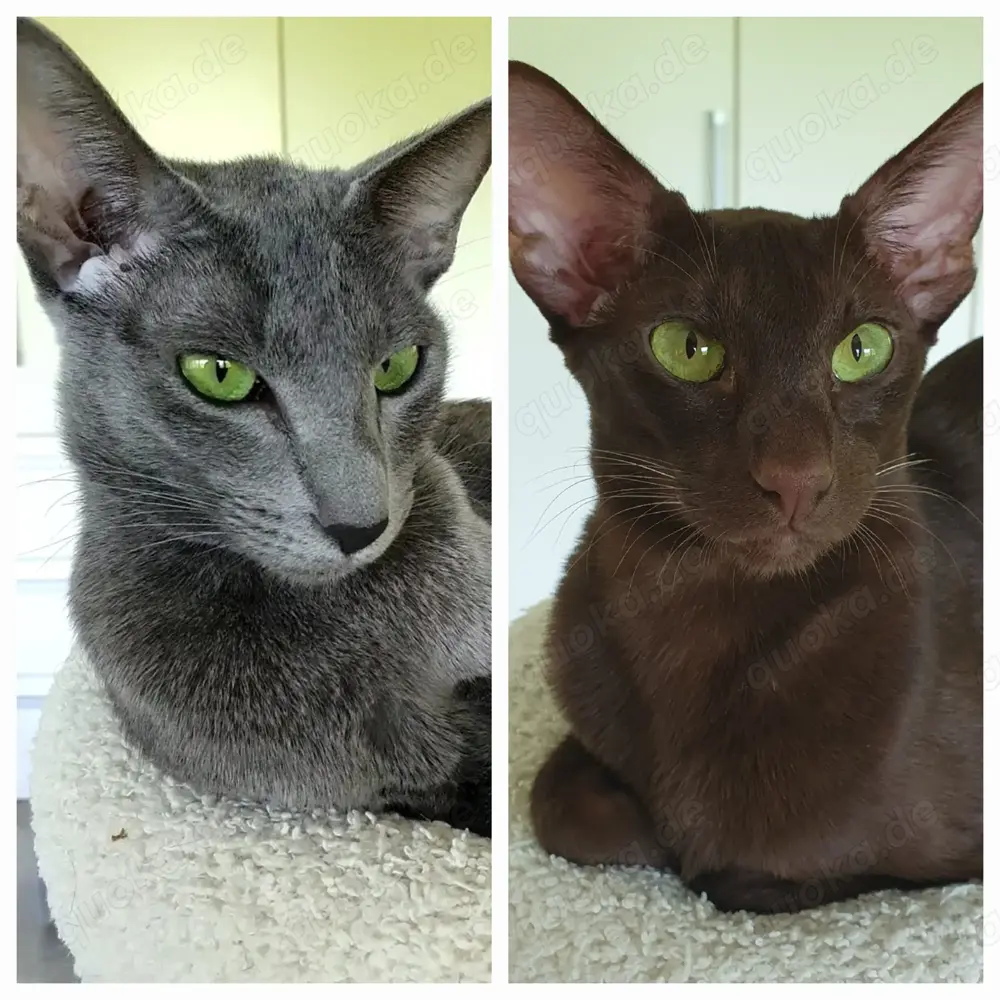 Orientalisch Kurzhaar (OKH) - 2 erwachsene Mädchen in havanna und blue ...