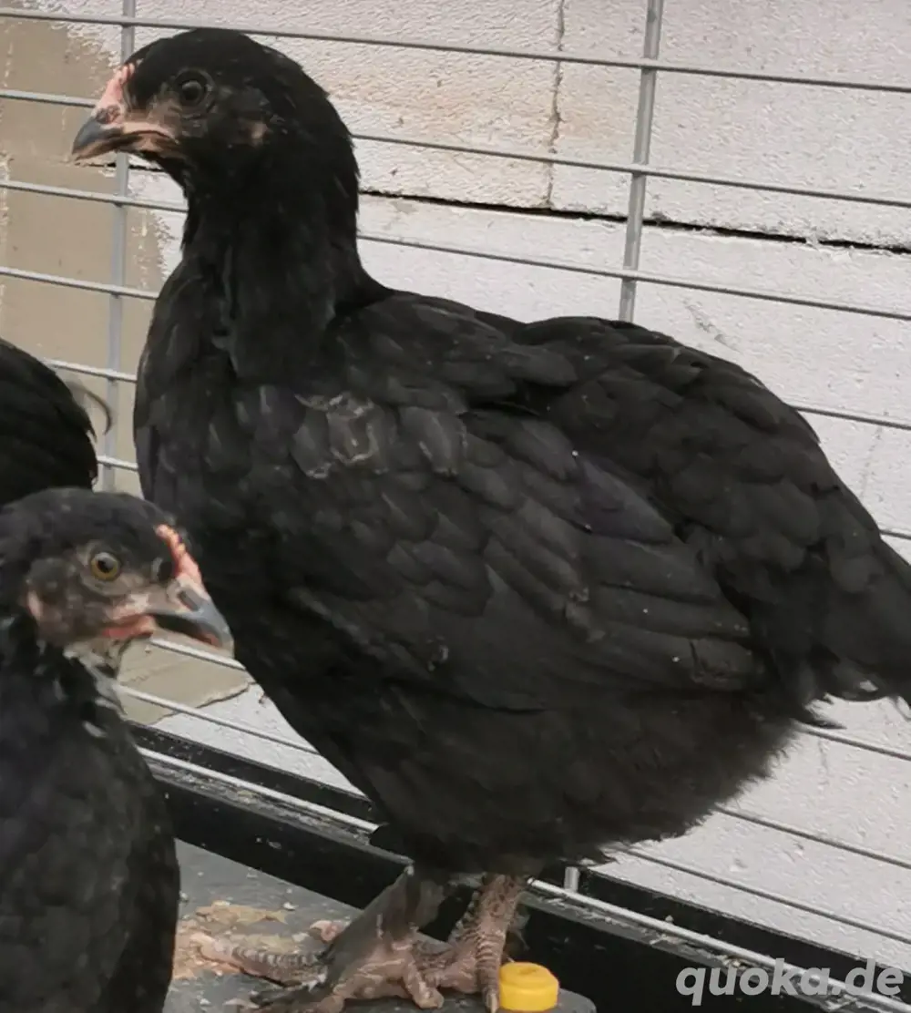4 Hennen Buntleger in Gotha - Vögel - kostenlose Kleinanzeigen
