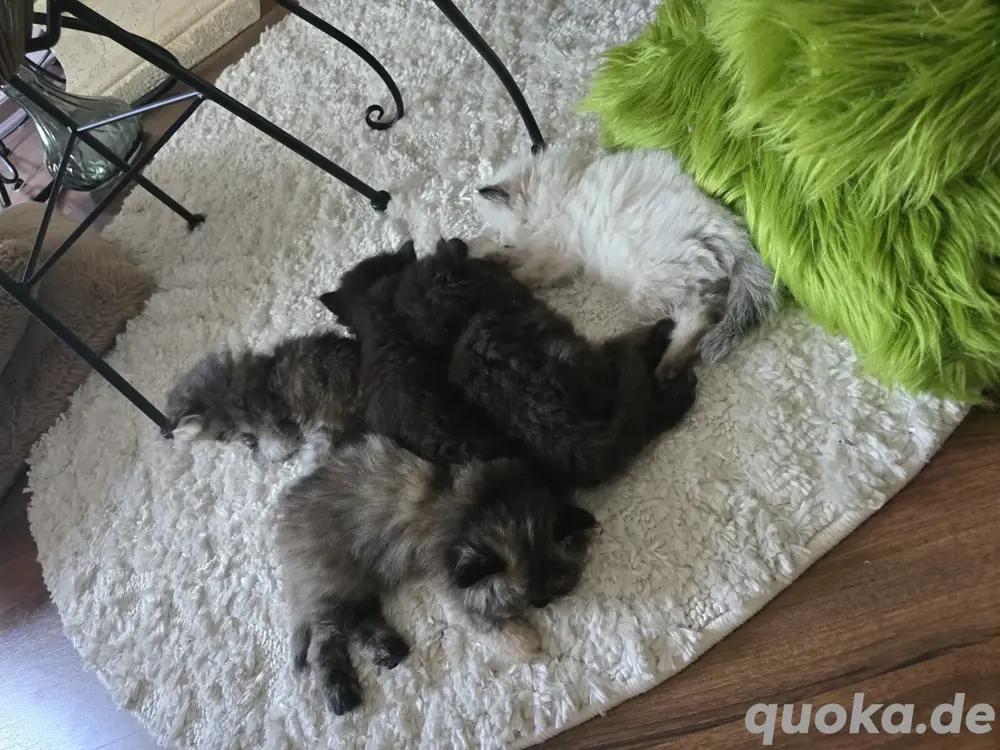 Katze kitten in Berlin - Katzen - kostenlose Kleinanzeigen