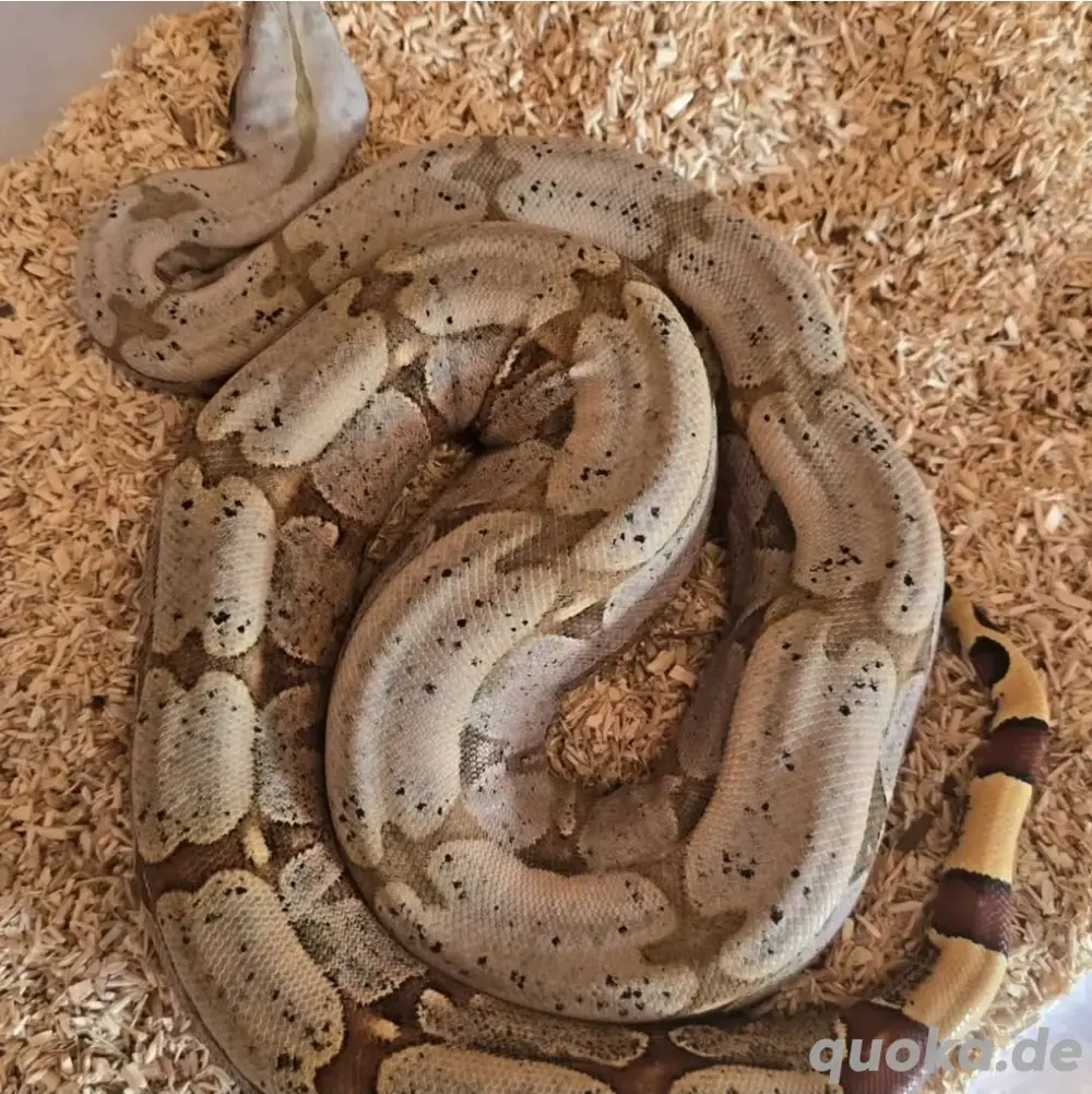 Boa Constriktor Amarali Bolivien 1.0 Miller Linie in Bochum - Reptilien ...