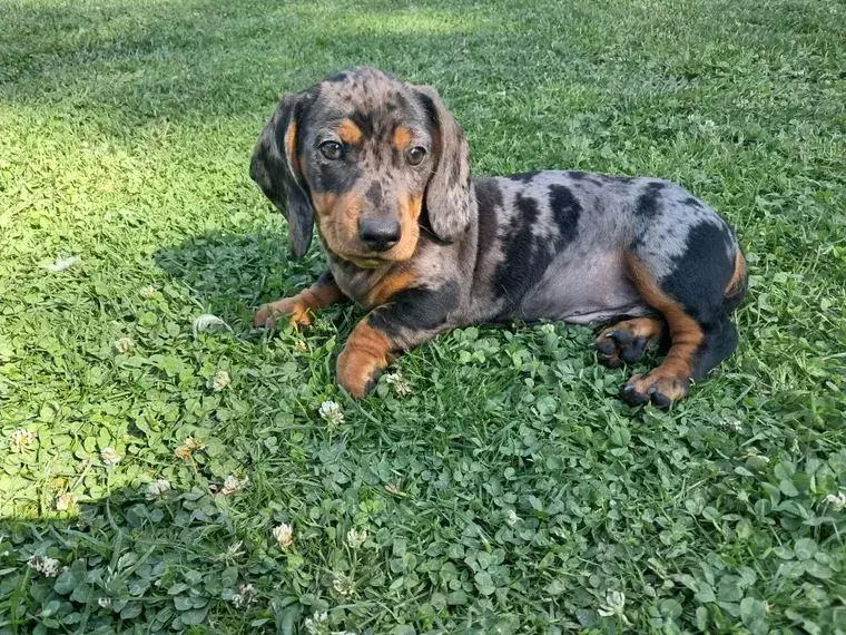 Zwergdackel Welpen Ahnentafel!! in Munster - Hunde - kostenlose ...