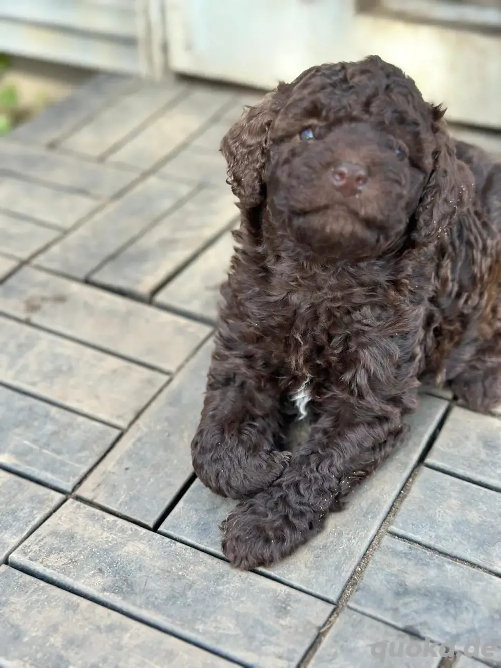 Labradoodle F3 Multigen Welpen Welpe Doodle Labrador x Pudel in ...