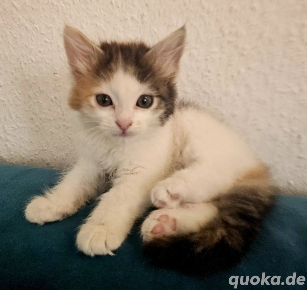 Klein Katze in Hameln - Katzen - kostenlose Kleinanzeigen