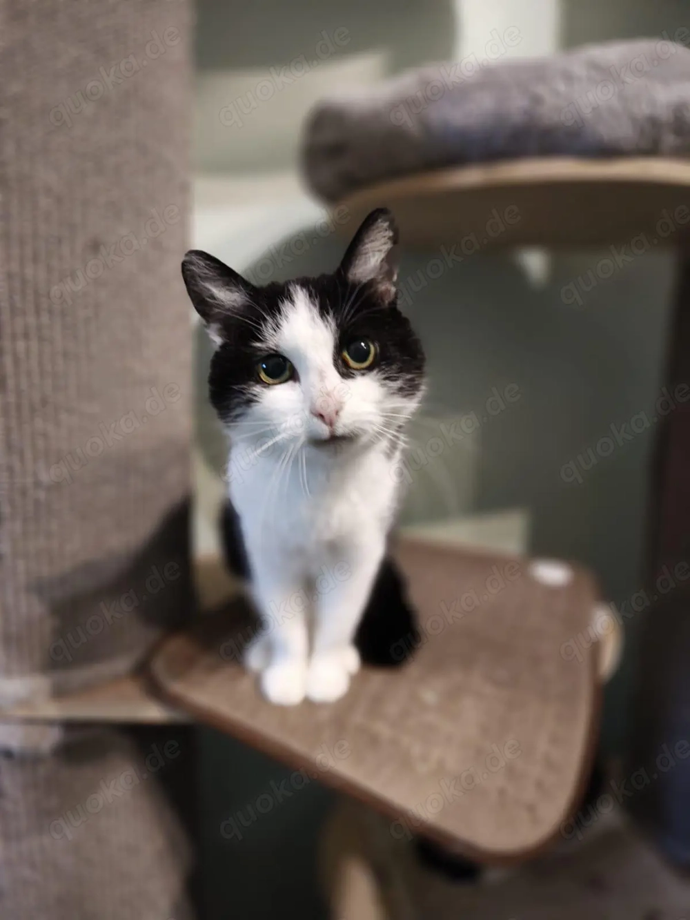 Nutka - 10 Jahre alt, Katzenverträglich freundlich in Hochheim - Katzen ...