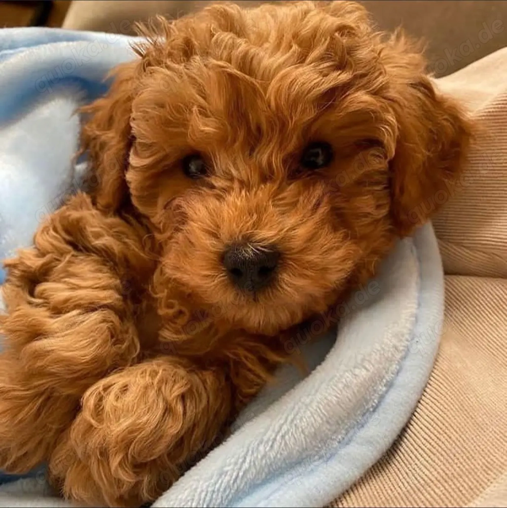 Toypudel welpen in Frankfurt - Hunde - kostenlose Kleinanzeigen