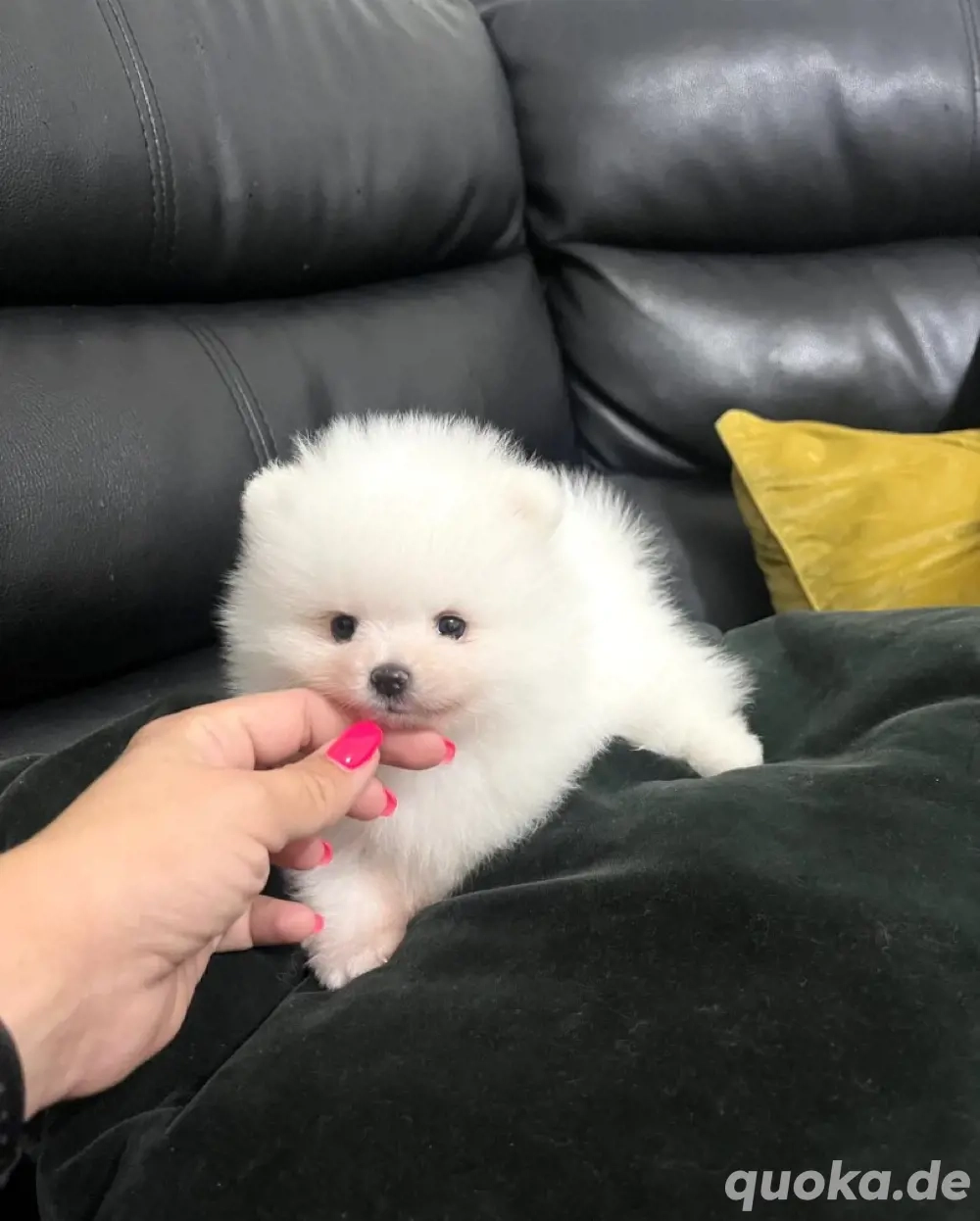 Pomeranian-Hündin in Bekmünde - Hunde - kostenlose Kleinanzeigen