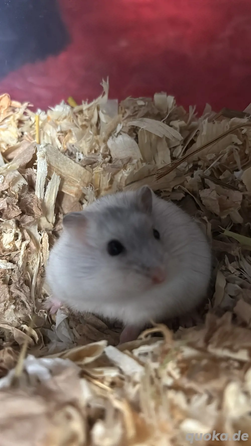 Putziger Hamster abzugeben in Rheine - Kleintiere - kostenlose ...
