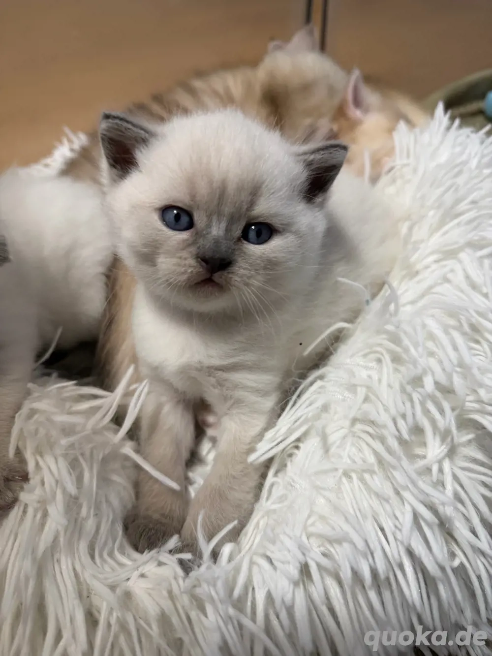 Alle sind bereits reserviert! Bkh blue Point weiß Kitten. * BKH ...