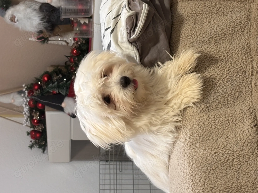 Mini Malteser WelpeSindelfingen - Hunde - kostenlose Kleinanzeigen