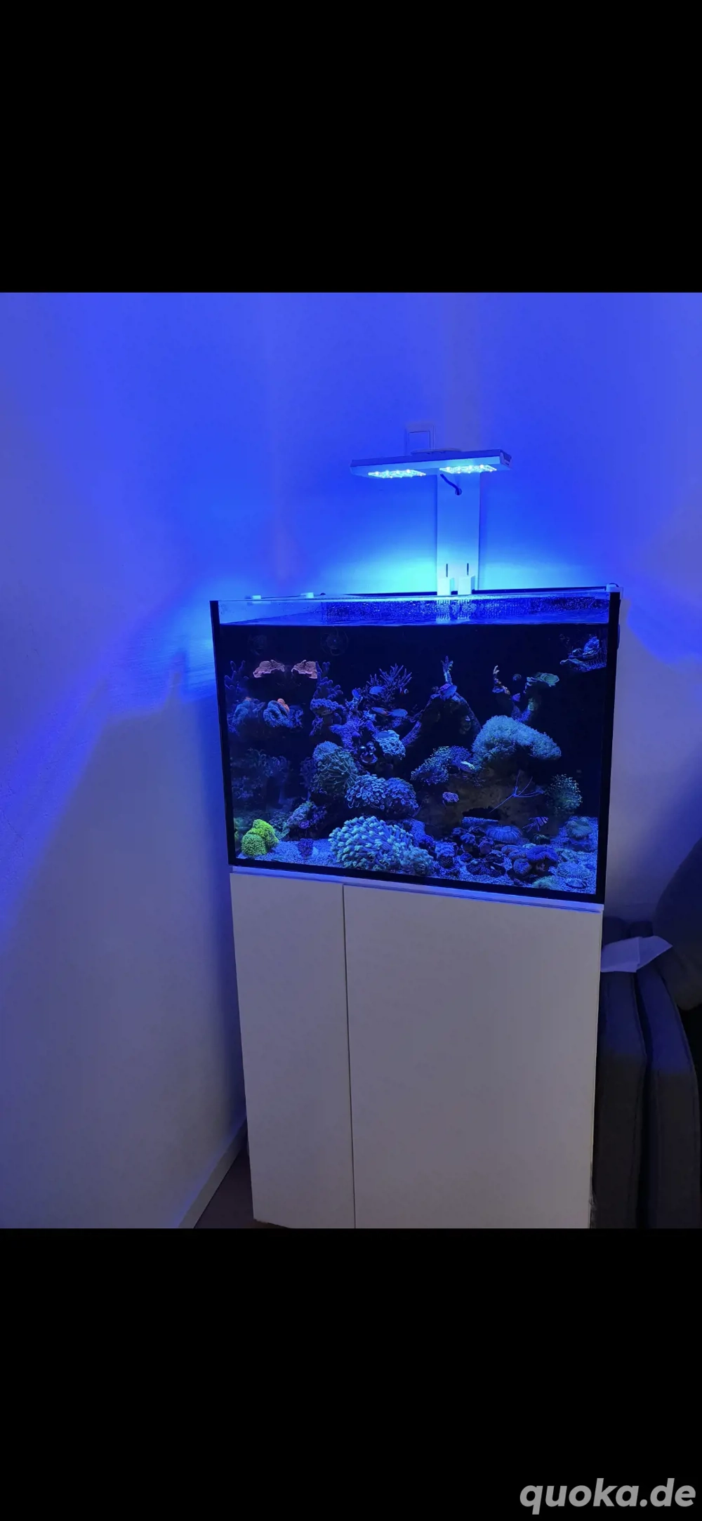 Armatus 300XD Komplettset Aquarium Deltec 600i, Red Dragon X40, Reef ...