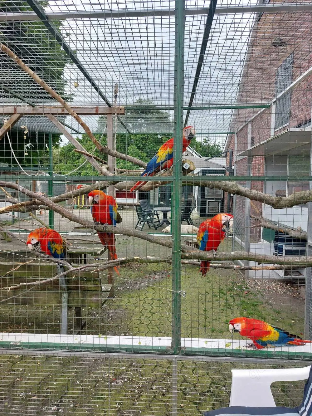 Junge hell rote ara,s in Bocholt - Vögel - kostenlose Kleinanzeigen