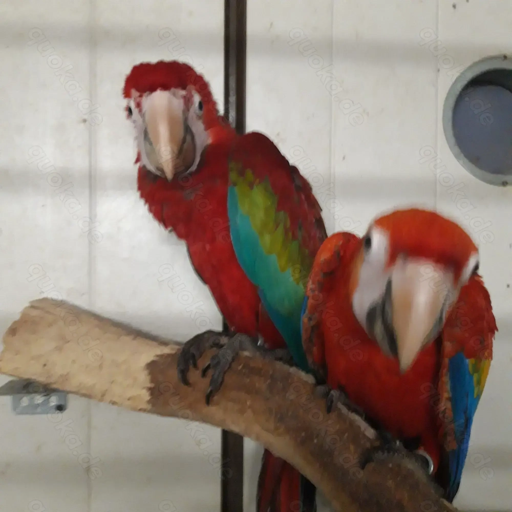 Hell rote ara,s in Düsseldorf - Vögel - kostenlose Kleinanzeigen