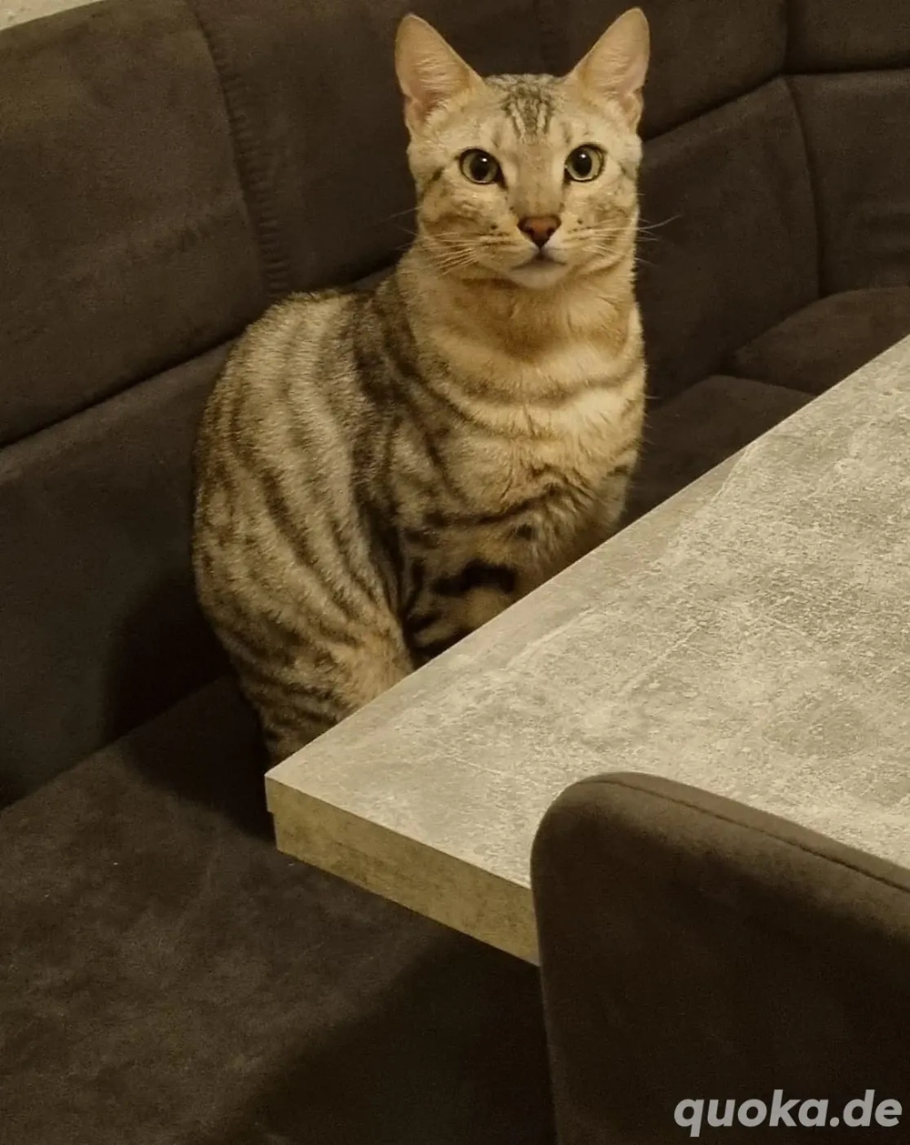 Bengel katzer in Brühl - Katzen - kostenlose Kleinanzeigen