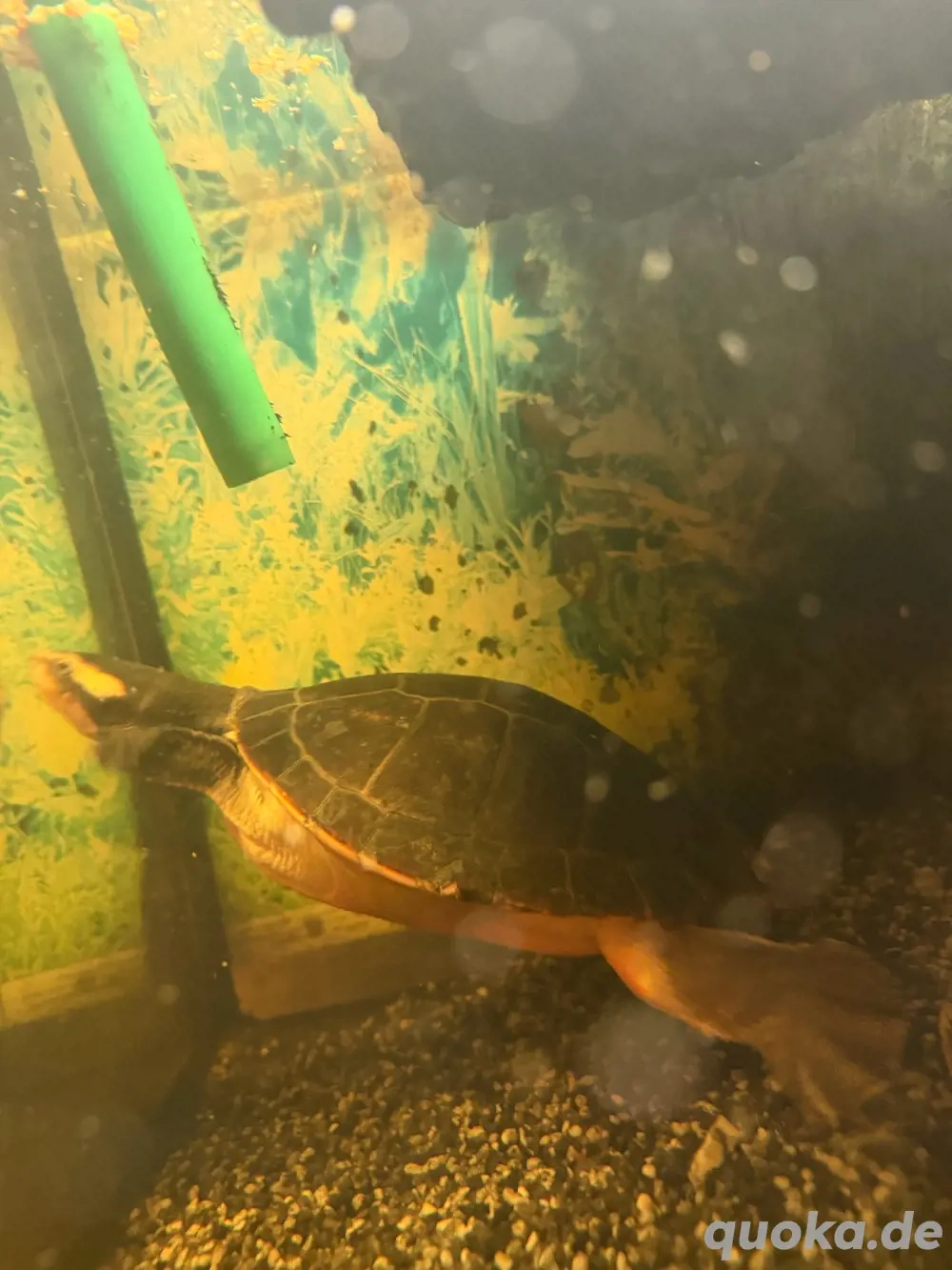 Rote Spitzkopfschildkröte in Bedburg - Reptilien, Terraristik ...