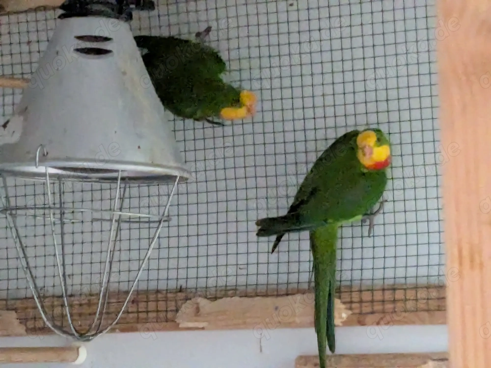 Barrabandsittiche Schildsittiche ( 2 Hähne abzugeben) in Wiesbaden ...