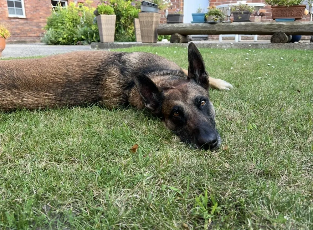 Malinois X-Herder in Stuhr - Hunde - kostenlose Kleinanzeigen