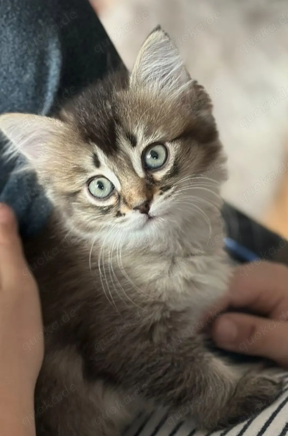 Baby Katze in Langenhagen - Katzen - kostenlose Kleinanzeigen