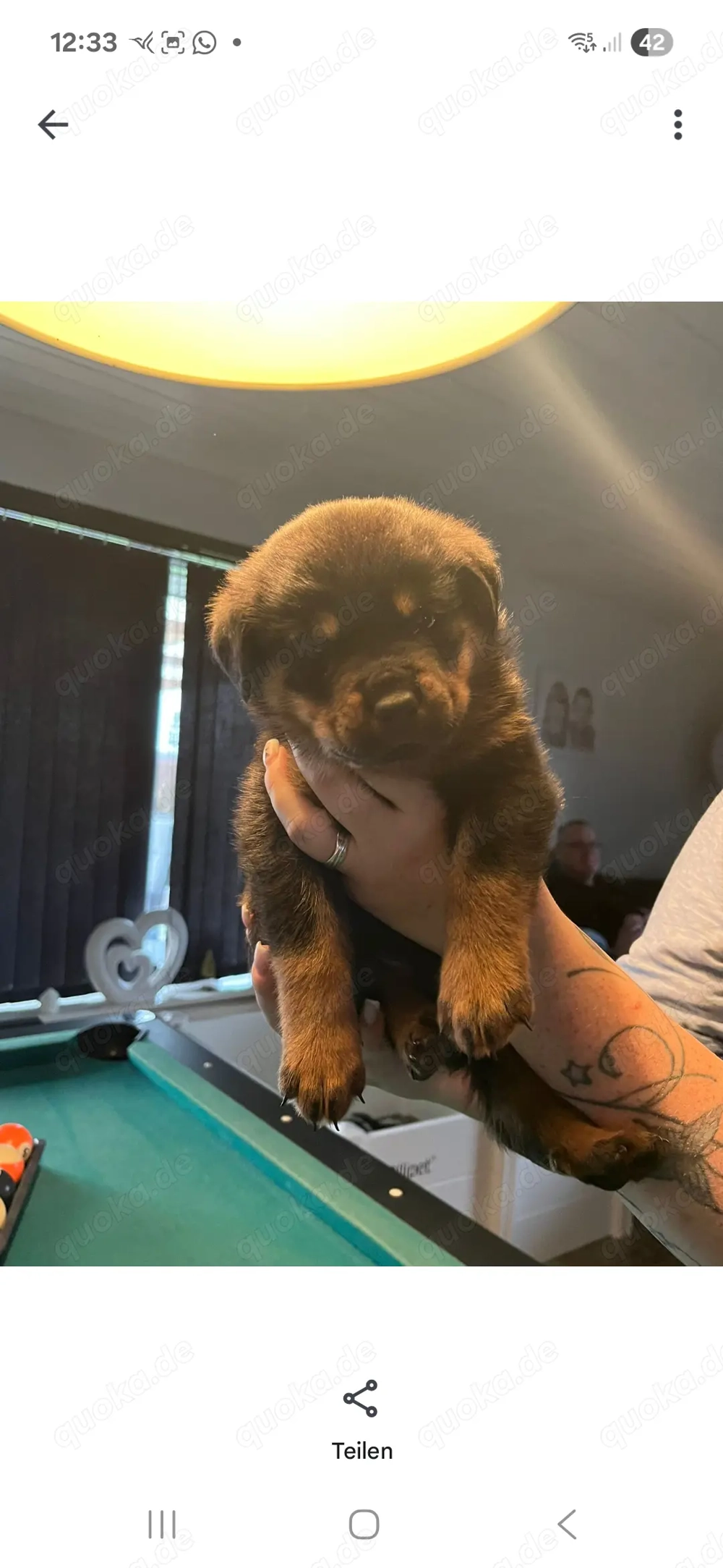 Rottweiler welpen suchen ein schönes Zuhause in Flensburg - Hunde ...