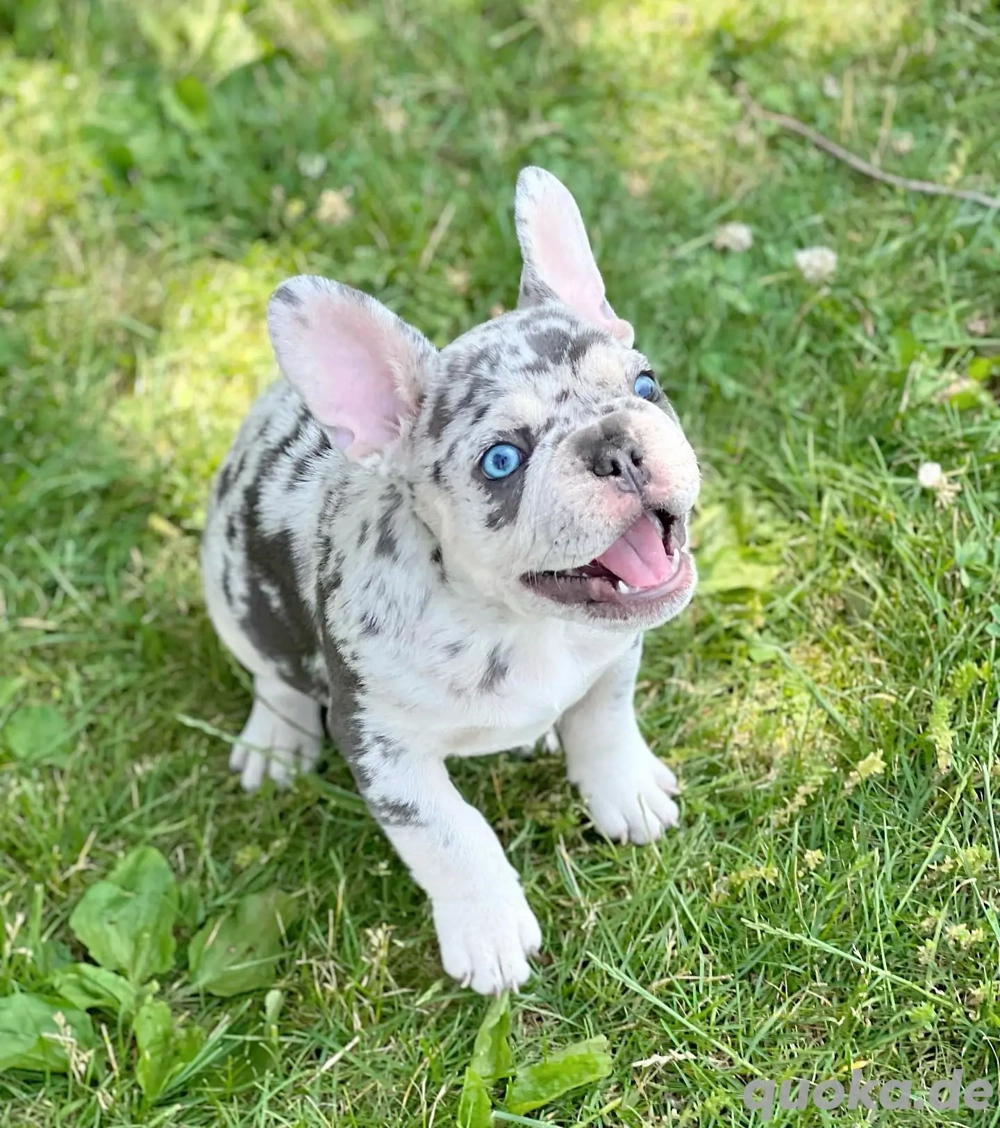 Französische Bulldoggenwelpen in Hamburg - Hunde - kostenlose Kleinanzeigen