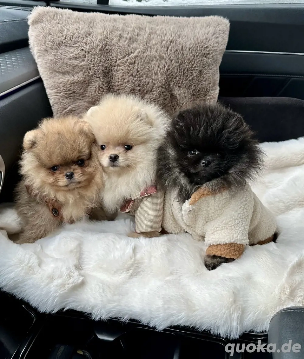 Süße Mini Pomeranian Boo Babys suchen ab sofort ein liebevolles Zuhause ...