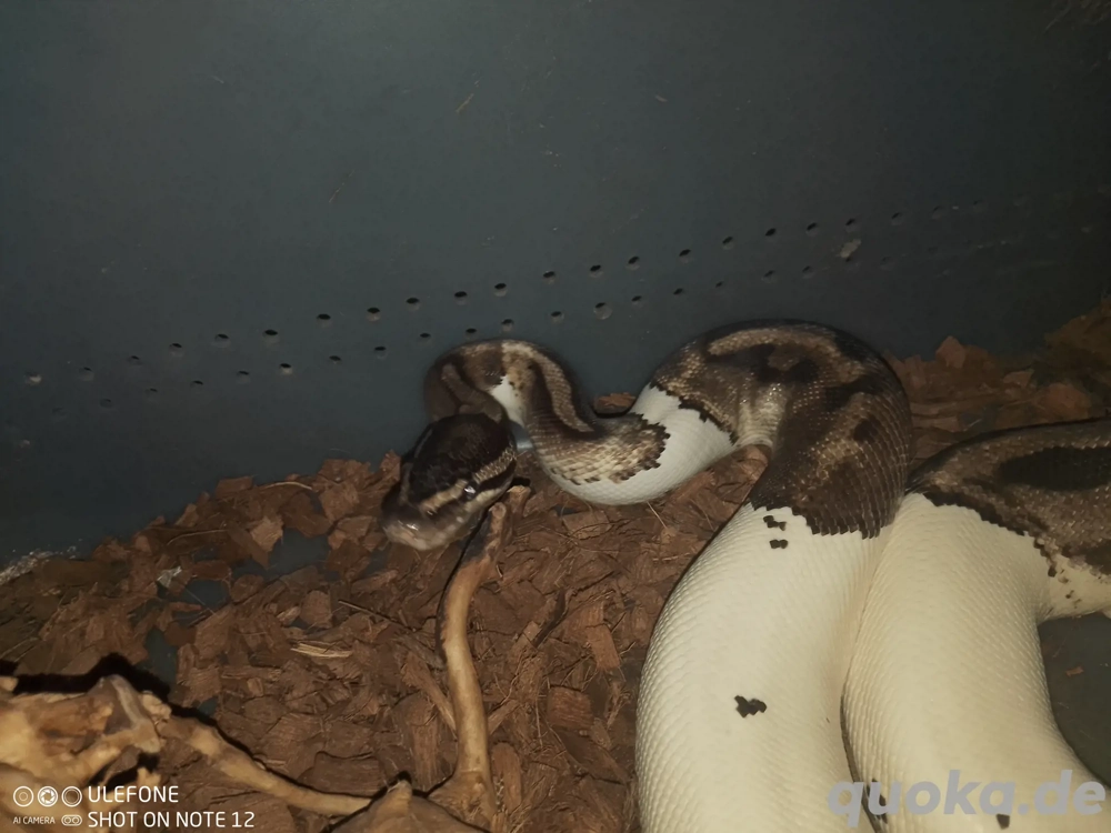 Piebald 1.0 zu verkaufen in Uebigau - Reptilien, Terraristik ...