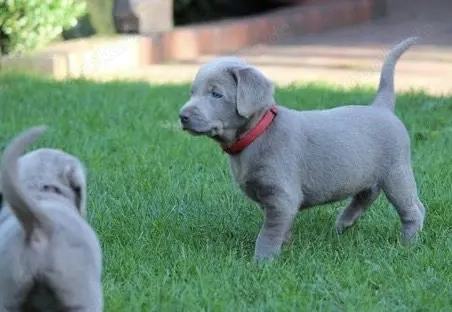 Silber Labrador Welpen in Hannover - Hunde - kostenlose Kleinanzeigen