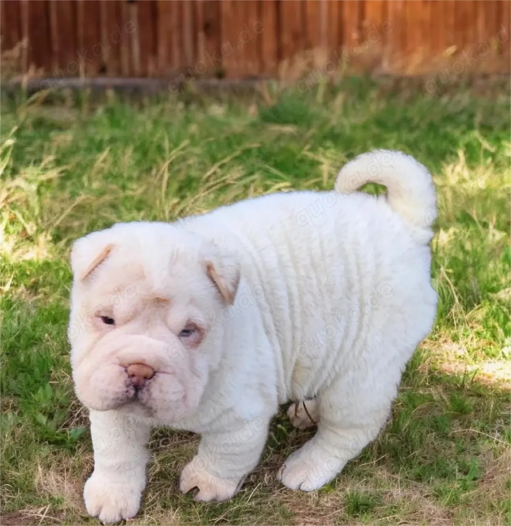5 wunderschöne Mini-Shar-Pei in Frankfurt - Hunde - kostenlose ...