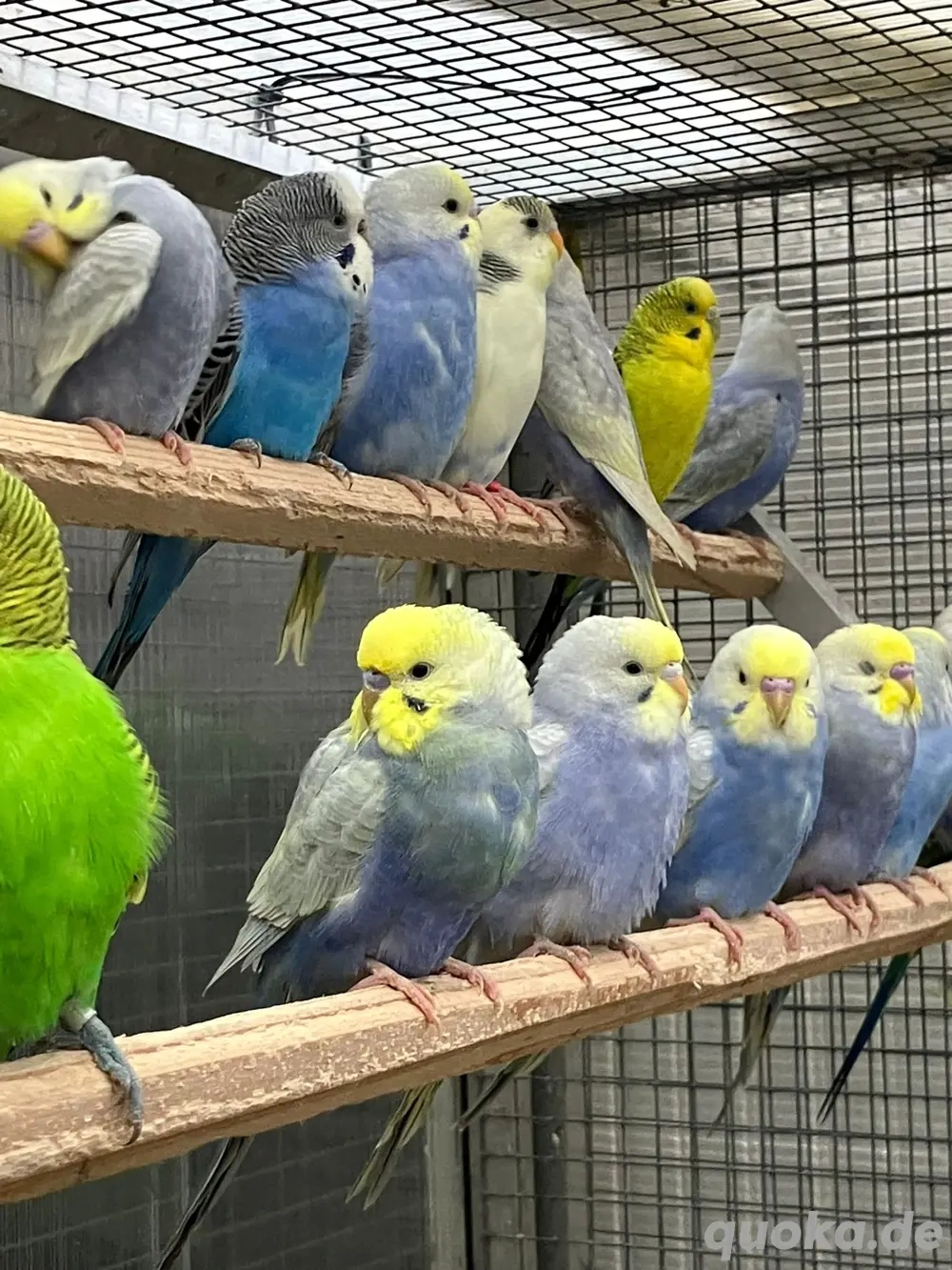Wunderschöne RAINBOW Wellis in Mönchengladbach - Vögel - kostenlose ...