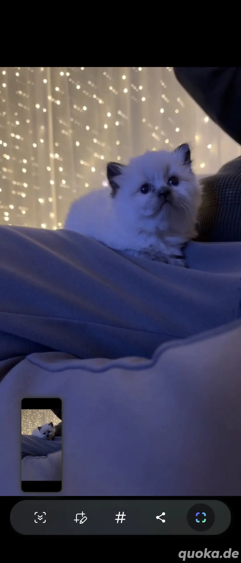 Ragdoll kitte zuckersüß in Flieden - Katzen - kostenlose Kleinanzeigen