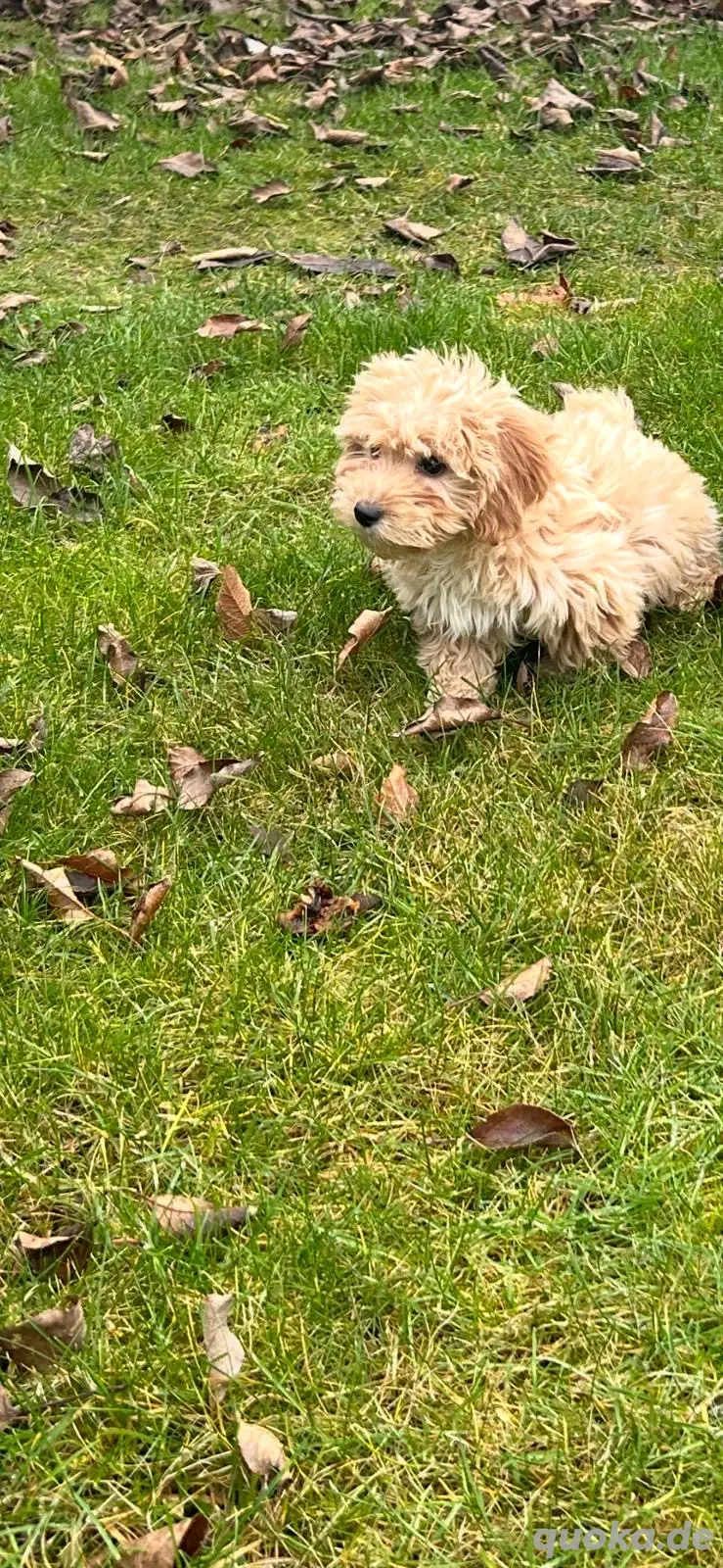 Maltipoo Welpe (Rüdin) 12 Wochen Beige in Willich - Hunde - kostenlose ...