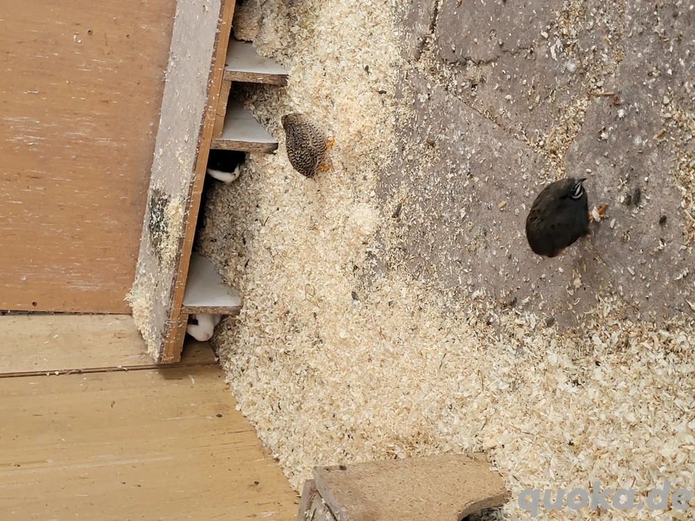 Meerschweinchen abzugeben in Grimmen - Kleintiere - kostenlose ...