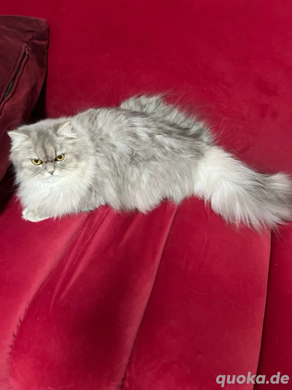 Perserkatze (Perser) in Gelsenkirchen - Katzen - kostenlose Kleinanzeigen