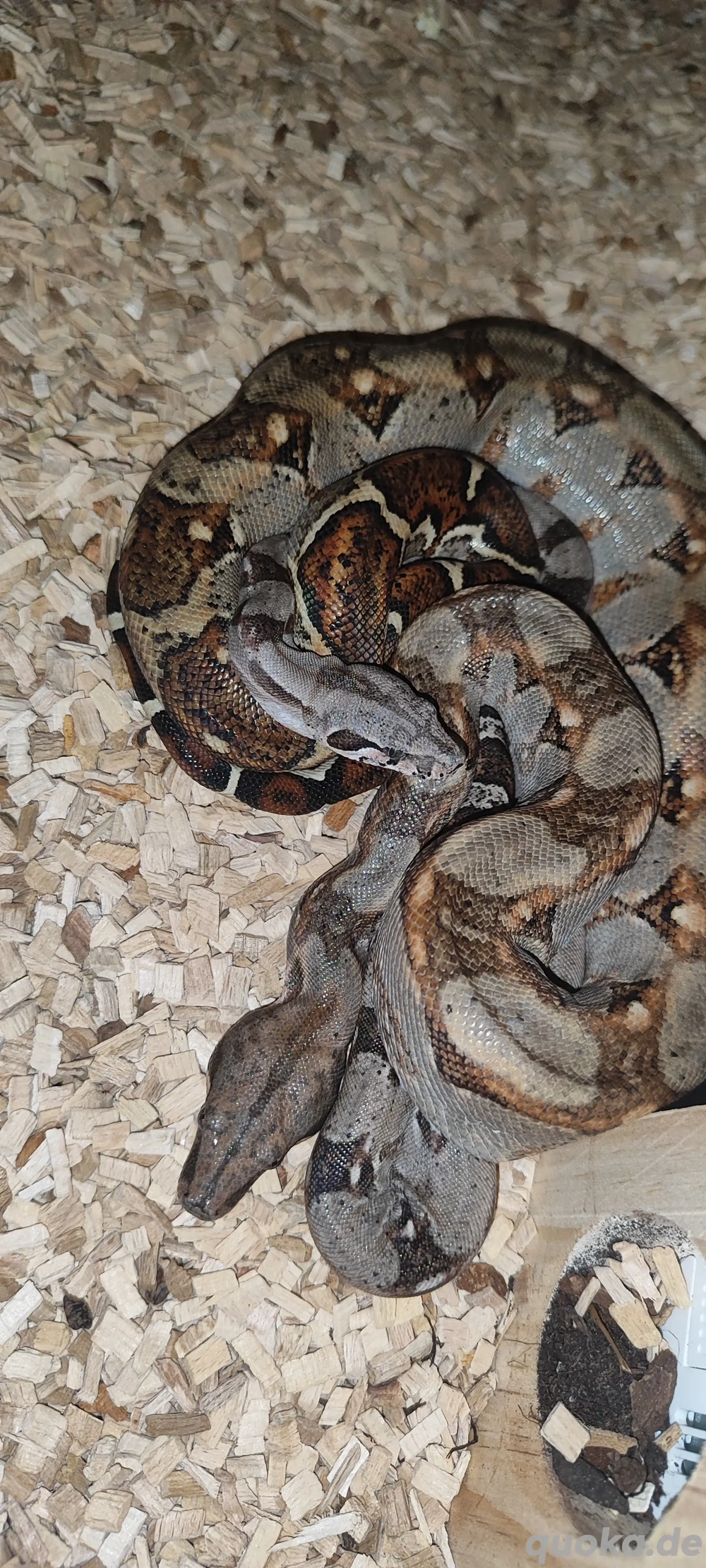 2x 0.1 Boa constrictor imperator von 06.25 in Düren - Reptilien ...