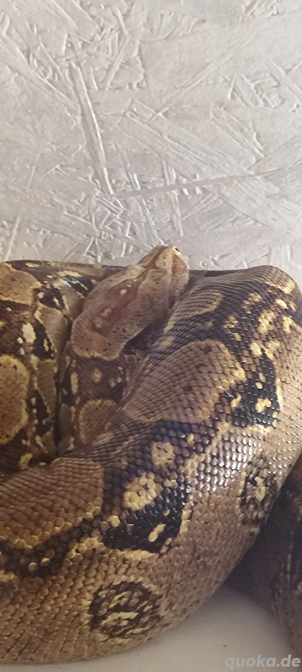 0.1 Boa constrictor mix Kostenlos in Düren - Reptilien, Terraristik ...