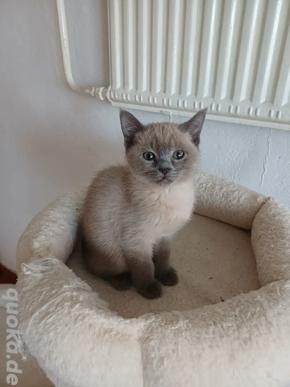 Tonkanese kitten. in Puderbach - Katzen - kostenlose Kleinanzeigen