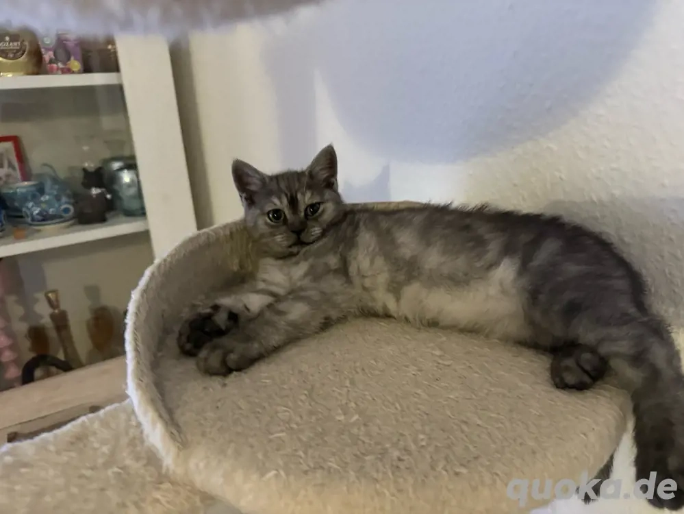 Katzen bkh in Bielefeld - Katzen - kostenlose Kleinanzeigen