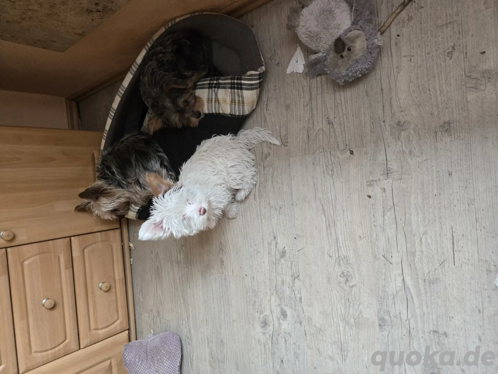 Biewer Yorkshire Terrier in Hohenburg - Hunde - kostenlose Kleinanzeigen