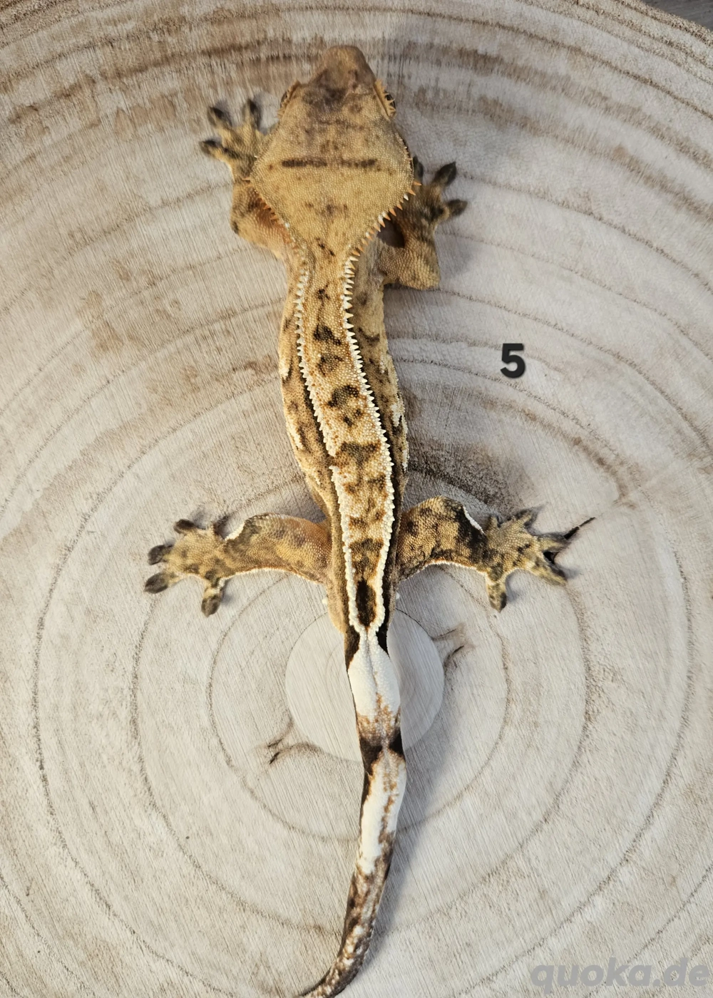 1.0 Kronengecko in Osterholz-Scharmbeck - Reptilien, Terraristik ...