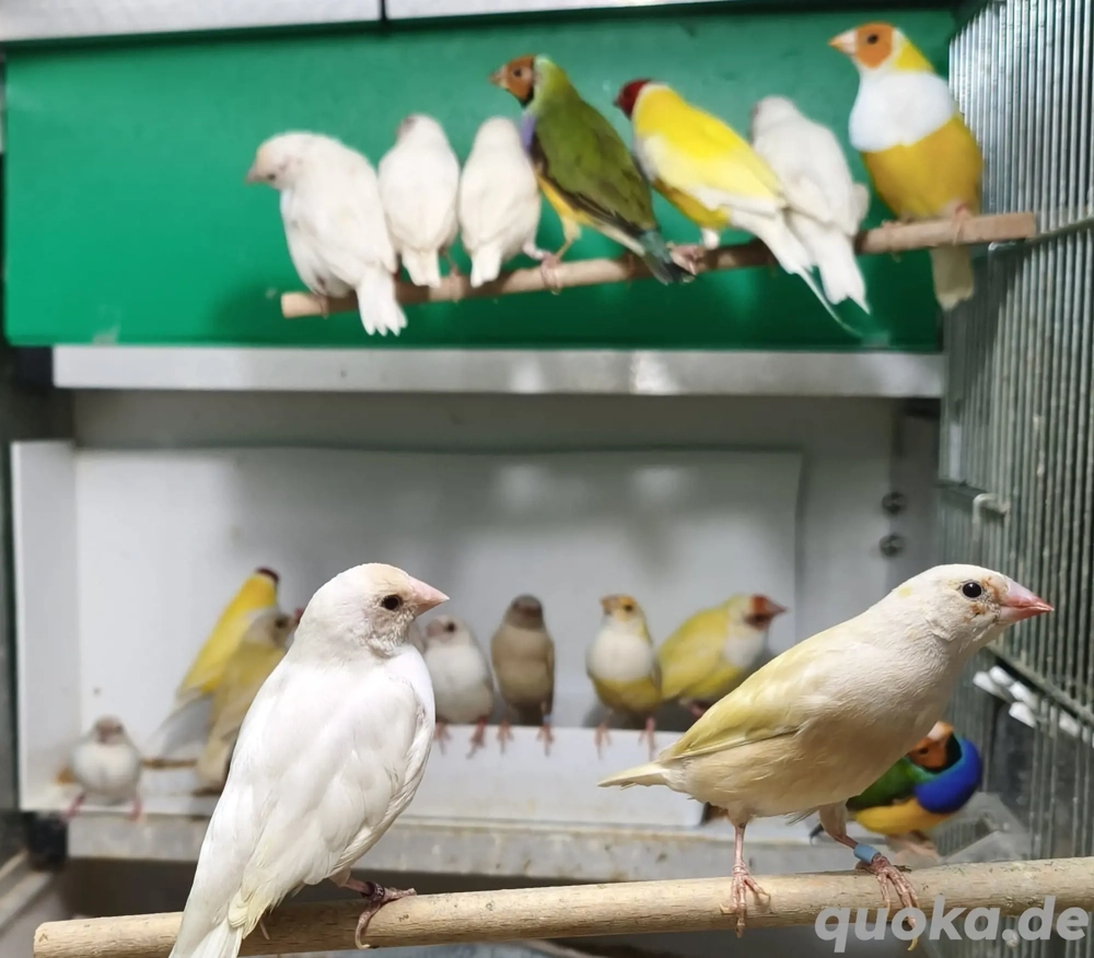 Prachtfinken finken Gouldamadinen in Hameln - Vögel - kostenlose ...