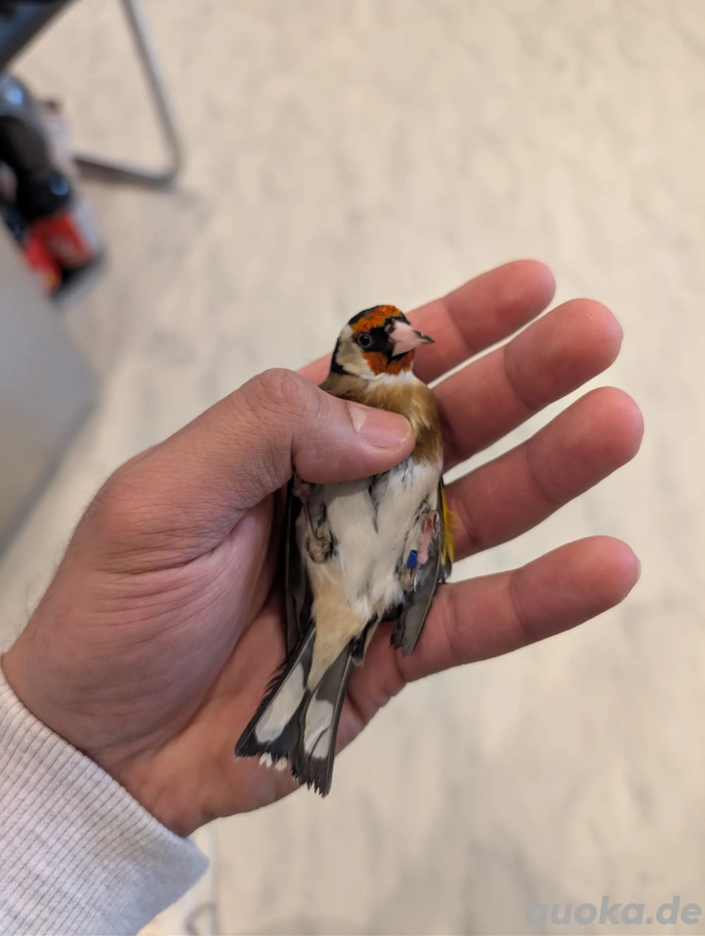 Stieglitz Major Vogel in Elz - Vögel - kostenlose Kleinanzeigen