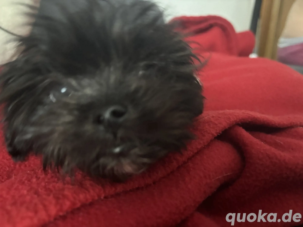 3 süße Welpen malteser mischlinge suchen in Lichtenfels - Hunde ...