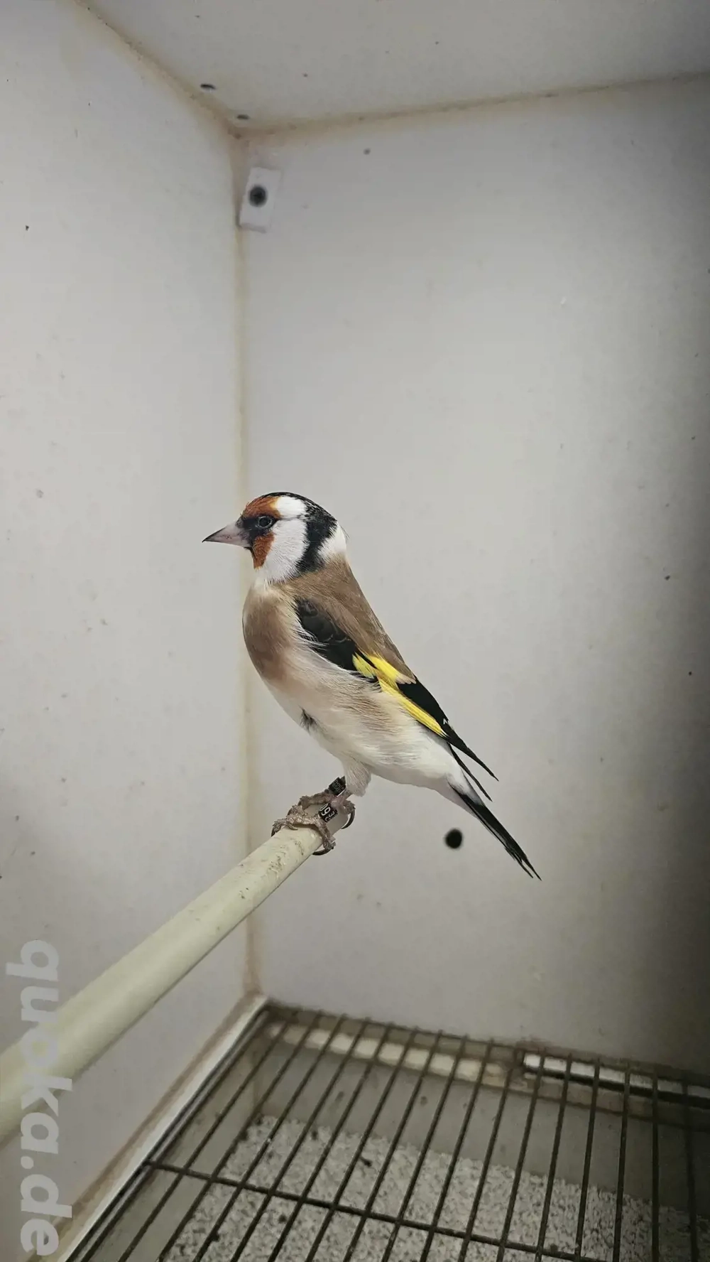 Stieglitz major Weibchen in Berlin - Vögel - kostenlose Kleinanzeigen