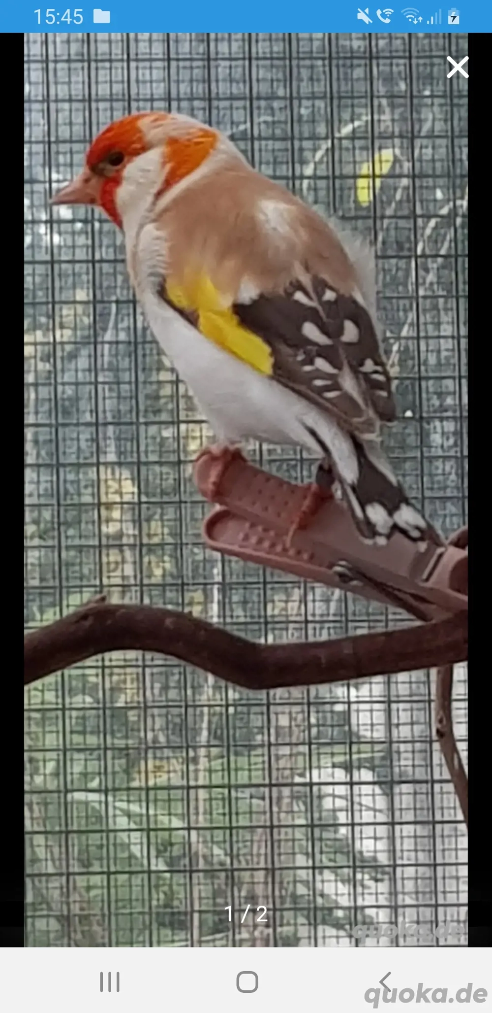 Stieglitz Major in Aachen - Vögel - kostenlose Kleinanzeigen