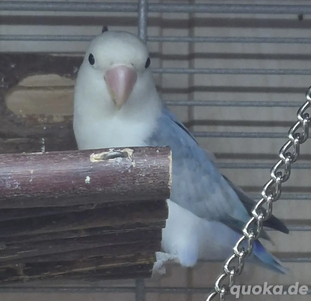 Pfirsichköpfchen, Agapornis fischeri in Hodenhagen - Vögel - kostenlose ...