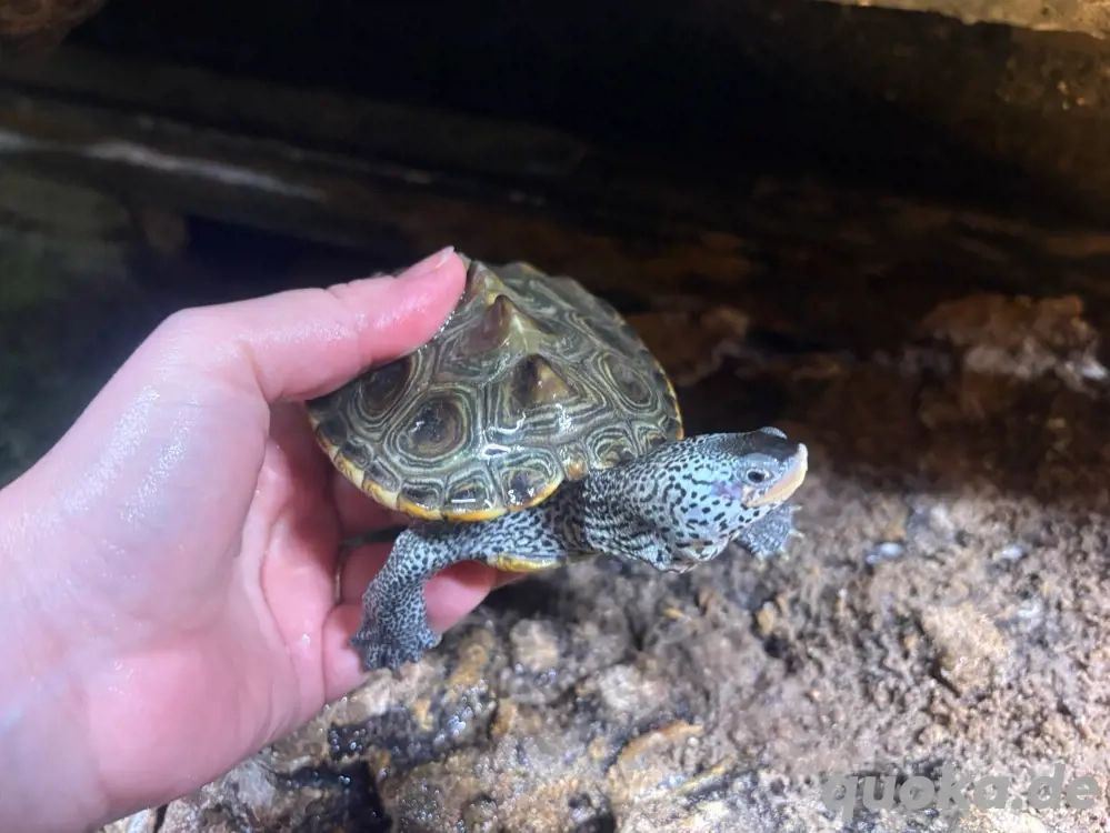 Diamantschildschröten in Garching - Reptilien, Terraristik - kostenlose ...